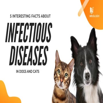 5 Interesting Facts about Infectious Diseases in Dogs and Cats | PPT