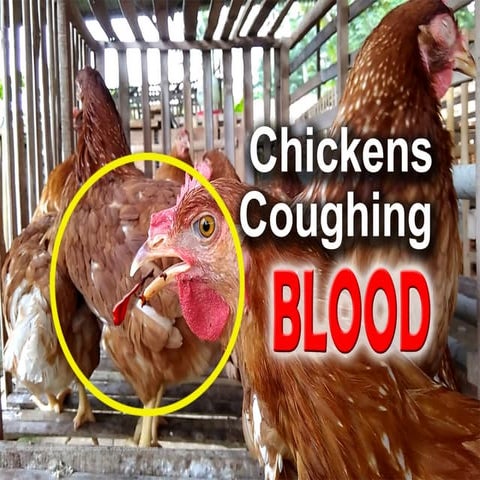 Infectious Laryngotracheitis, ILT symptoms in Chickens | PPT