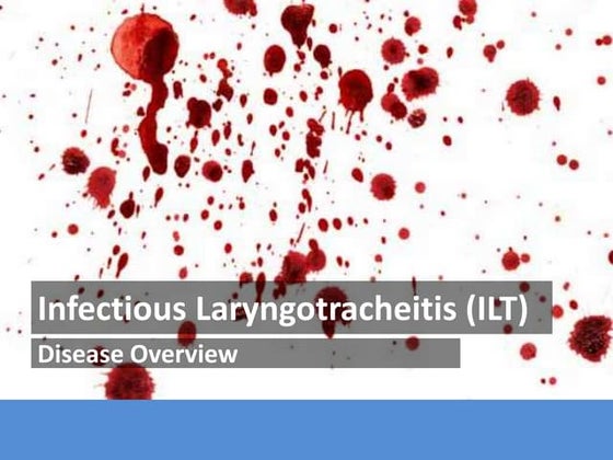 Infectious Laryngotracheitis.pptx