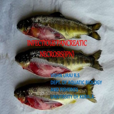 Koi Herpes Virus (KHV) | PDF