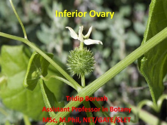 Synergids And Its Functions Reproductive Biology Of Angiosperms Ppt