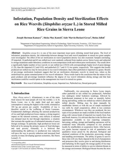 Rice Weevil (Sitophilus oryzae) | PPTX | Gardening | Home & Garden