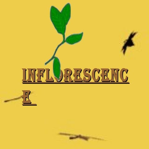 Inflorescence | PPTX