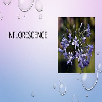 Inflorescence 2 | PPT