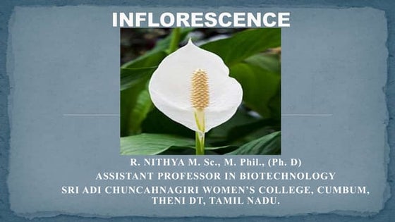 Inflorescence Types,cymose and racemose types,examples with Diagrams ...