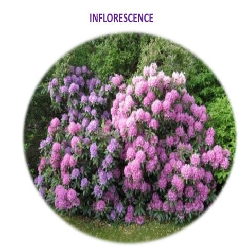 Inflorescence | PPTX