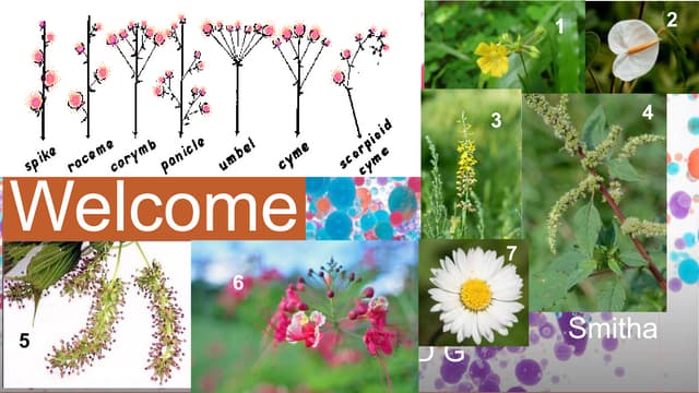 Inflorescence Types,cymose and racemose types,examples with Diagrams | PPTX