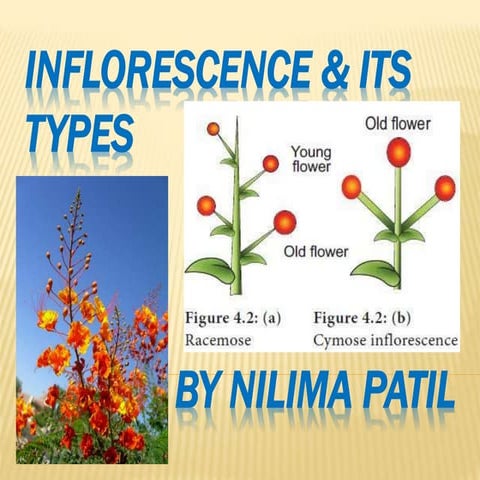 Inflorescence and its types | PPTX