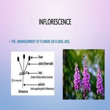 inflorescence ppt.pptx