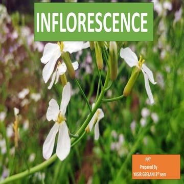Inflorescence Types,cymose and racemose types,examples with Diagrams | PPTX