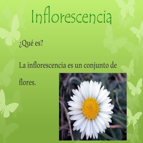 Inflorescencia power point | PPTX