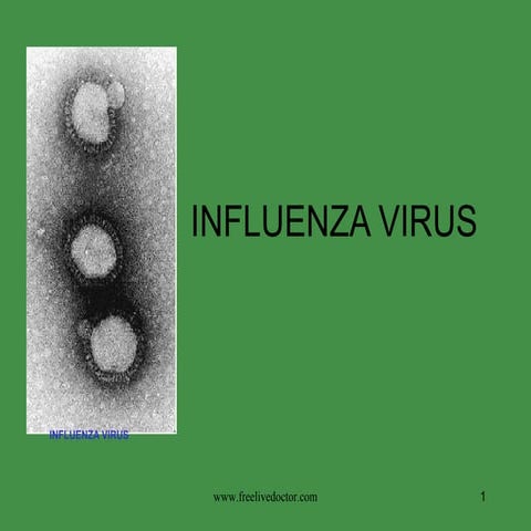 Influenza Virus | PPT