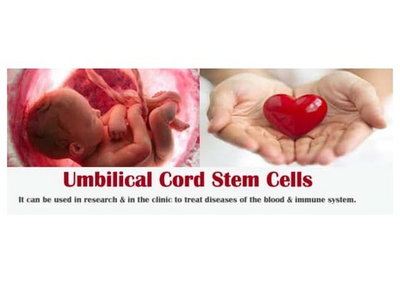 Umbilical Cord Stem Cells | PDF
