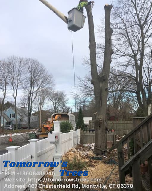 Precision Tree Pruning in Groton, CT | Expert Tree Care Services | PPT
