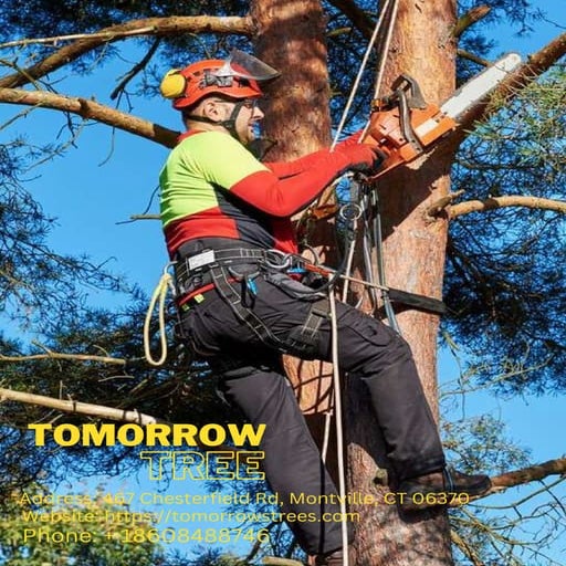 Mystic CT's Premier Tree Service | PDF | Landscaping | Home & Garden