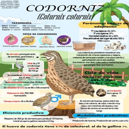 Infografía Codorniz. | PDF