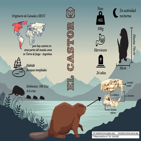 infografía el castor | PPT