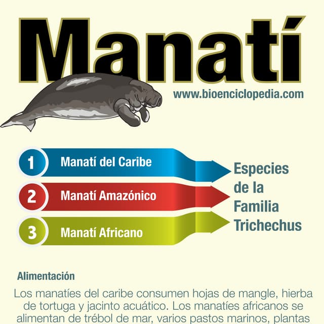 El noble gigante: El Manatí | PDF