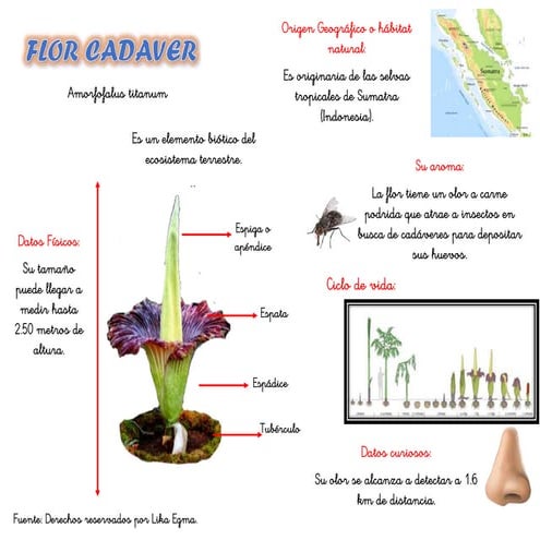 infografia flor cadaver.pdf