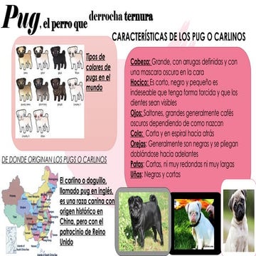 Historia e Infografia de los perros PUG.pptx