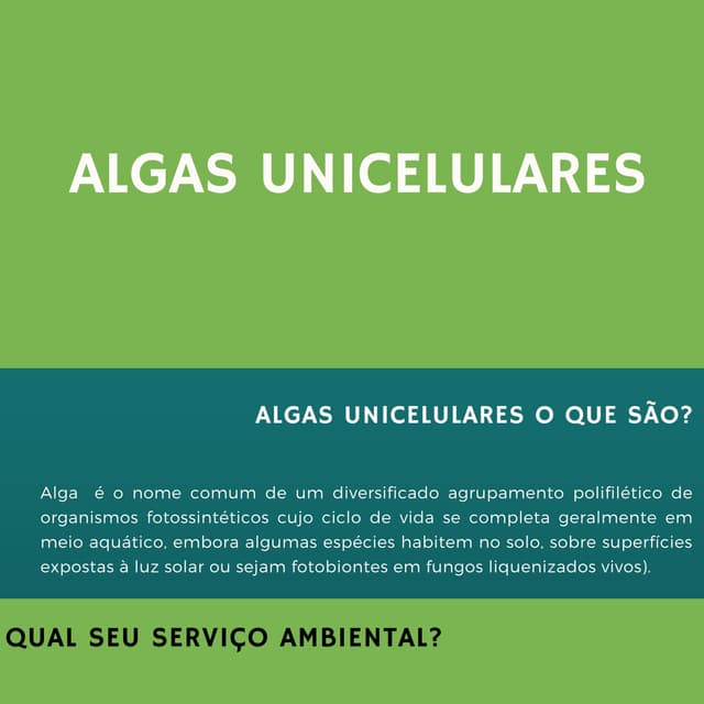 Infográfico Algas Unicelulares | PDF