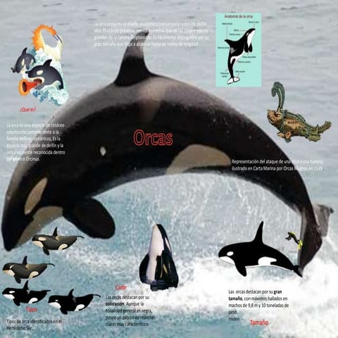 La orca
