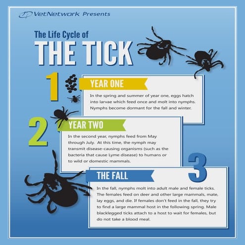 Flea Prevention Infographic for Veterinarians | PDF