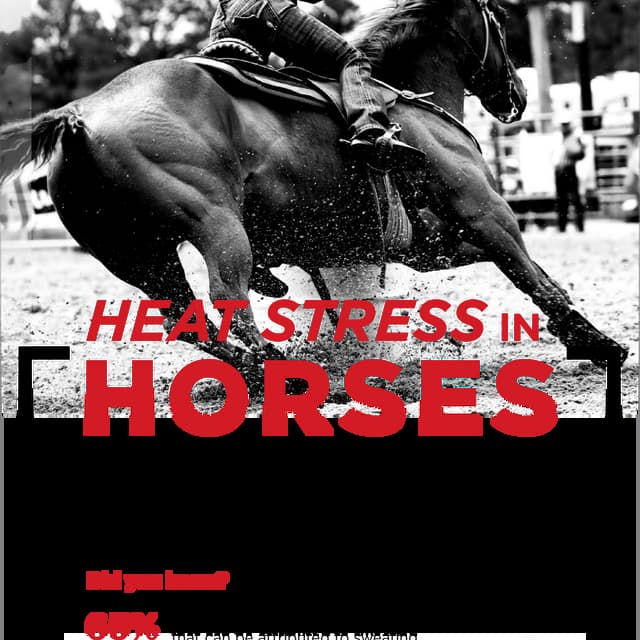 Heat Stress In Horses | PDF