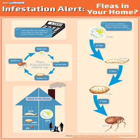 Hartz Mountain Infographic- Flea Infestation | PDF