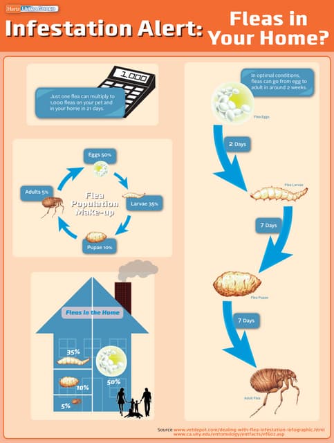 Hartz Mountain Infographic - Flea Facts | PPT