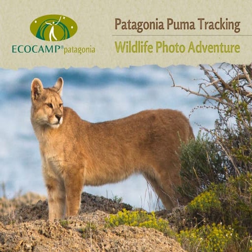 Patagonia Puma Tracking - Wildlife Photo Adventure Travel Guide # ...