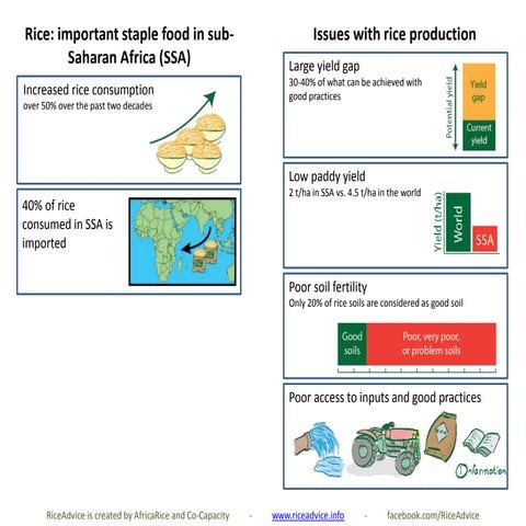RiceAdvice Infographic | PPT