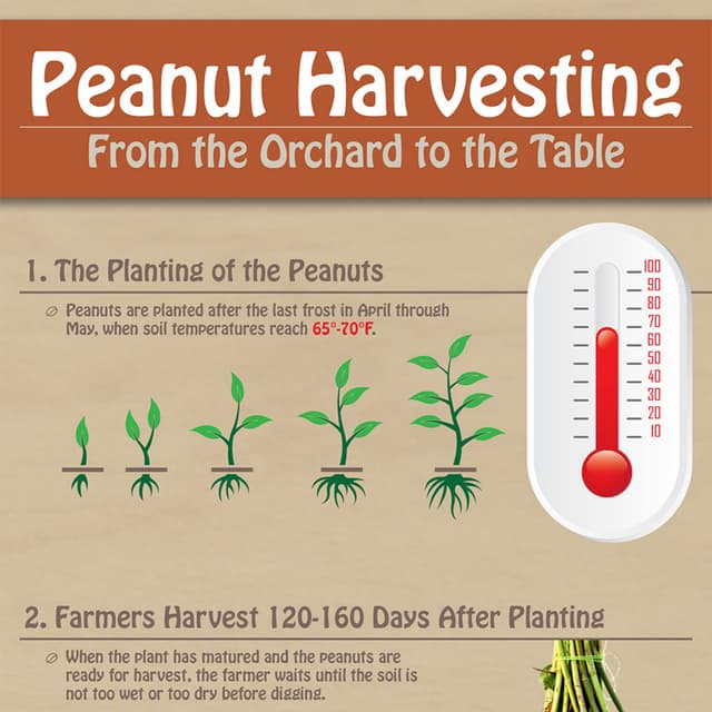 Peanut Processing Infographic | PDF