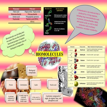 Infographic of basic Biomolecules | PDF