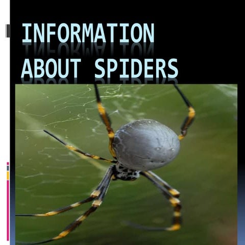INFORMATION ABOUT SPIDERS.pptx