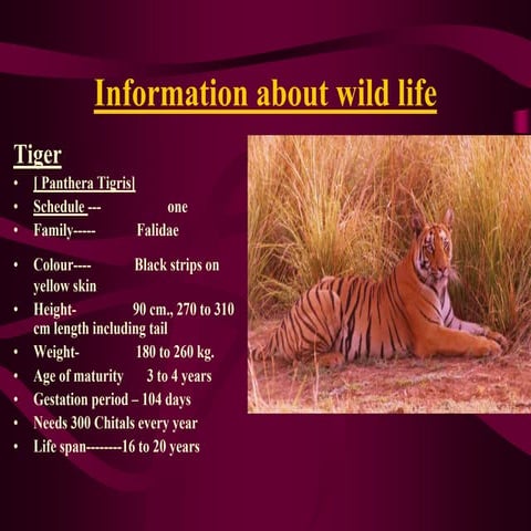 Information About Wild Life | PDF