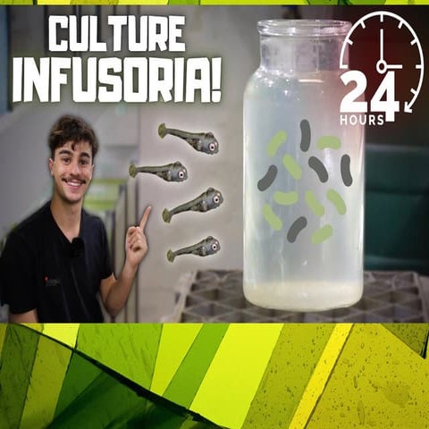 infusorian culture as fish food organisms | PPTX