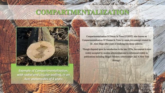 Wood defects-shakes and pitch pocket | PPT