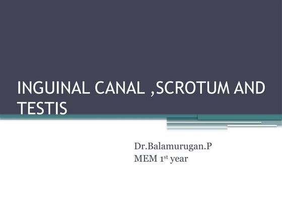 Anatomy of testis | PPT