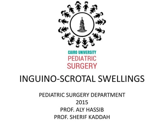 Anatomy of the scrotum | PPTX | Infertility | Reproductive Health