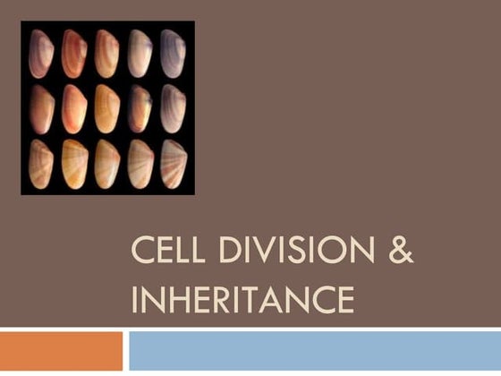Classification matter flow_chart | PPT