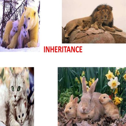 Inheritance terms to learn | PPTX