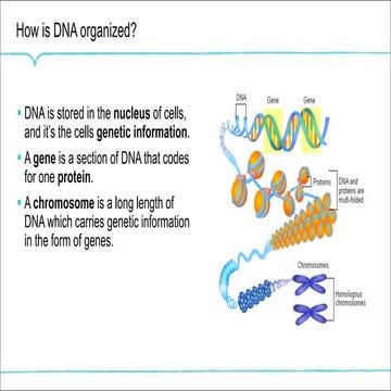 IGCSE Biology Chapter 16- Chromosomes, Genes and Proteins.pptx