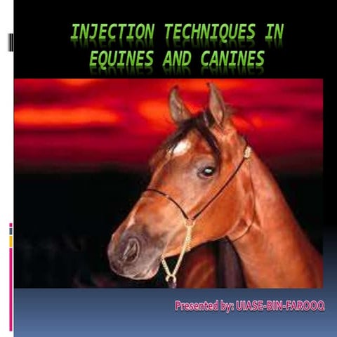 Injection techniques in equines and canines | PPT
