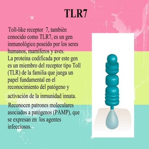 Inmuno tlr 7 y 9 | PPT