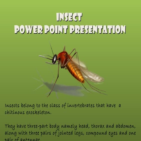 Insect | PPT | Birdwatching | Hobbies & Interests