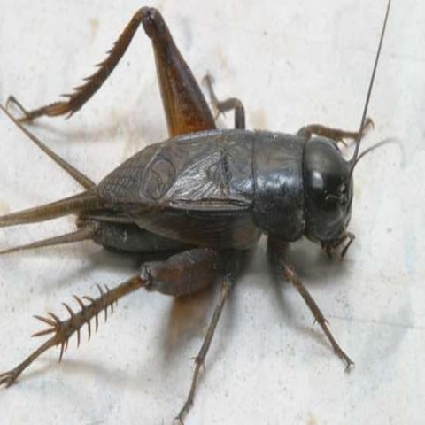 Insect (Pictures and Word Cards) | PPTX