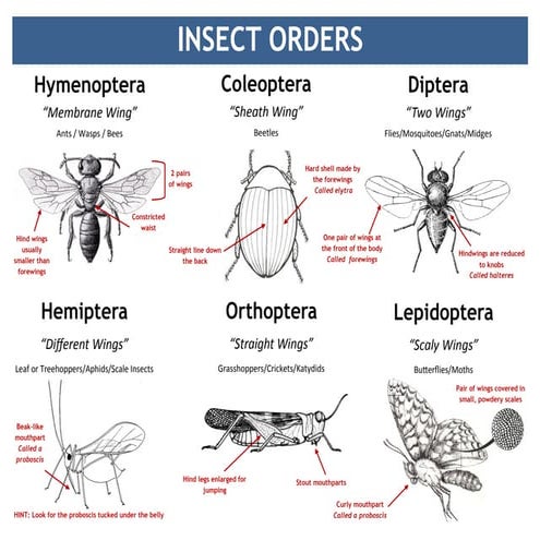 Insect | PDF