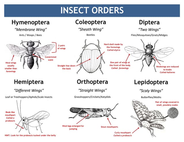 Insects orders | PPTX