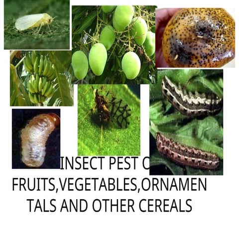 Insect pests of banana | PDF